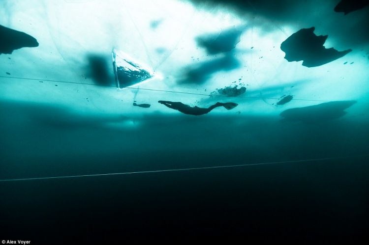 Incredible photos reveal daredevil's record-breaking freedive under a ...