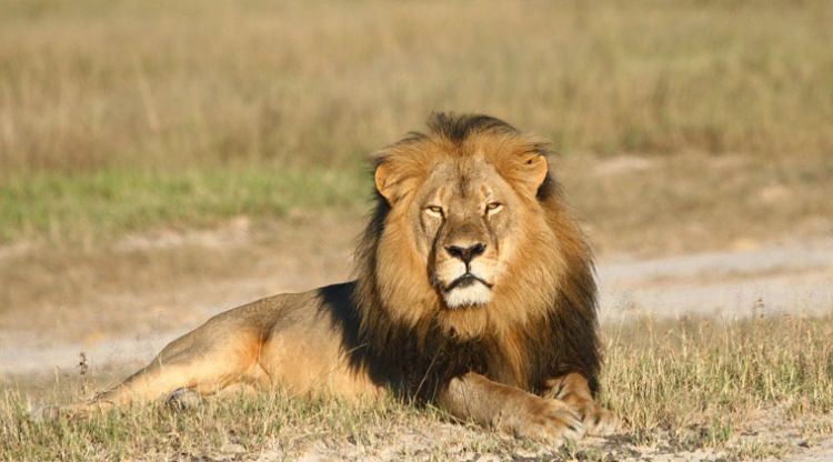 Cecil the lion’s son Xanda killed by trophy hunters in Zimbabwe