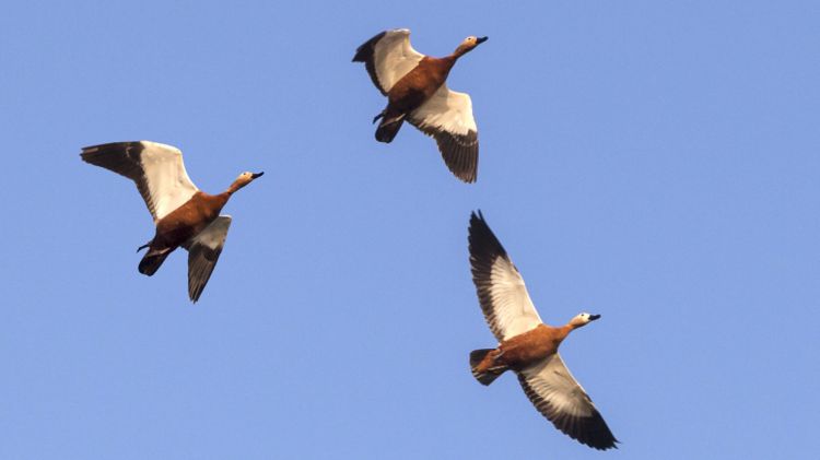 The high-flying duck sets record at 22,000ft