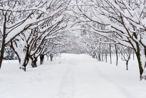 Azərbaycanda yarım metr hündürlüyündə qar yağdı FAKTİKİ HAVA